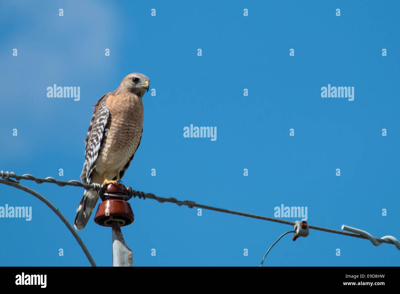 Red-shouldered hawk perched on a power line - Buteo lineatus Stock ...