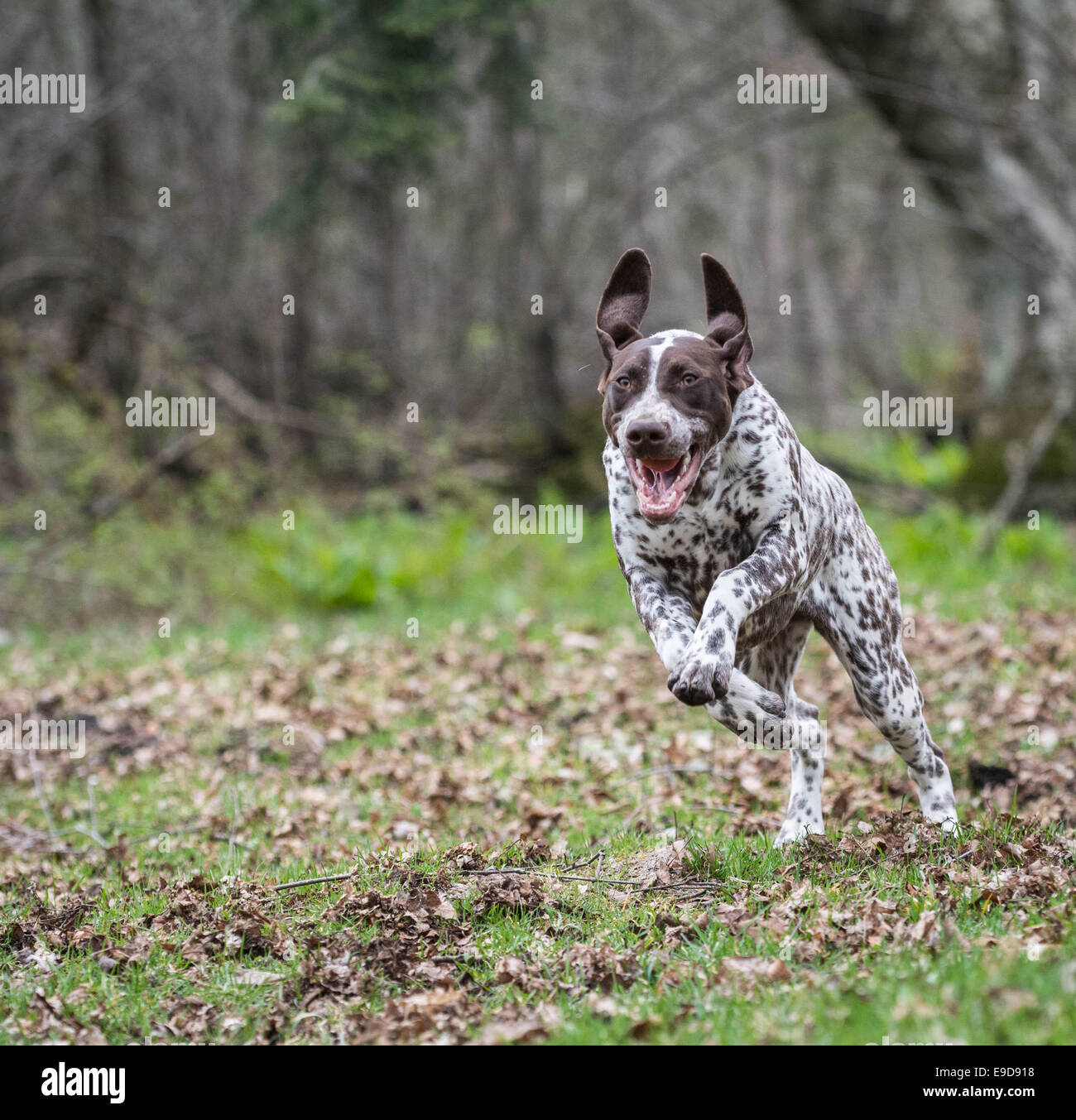german shorthaired pointer running in the woods Stock Photo - Alamy