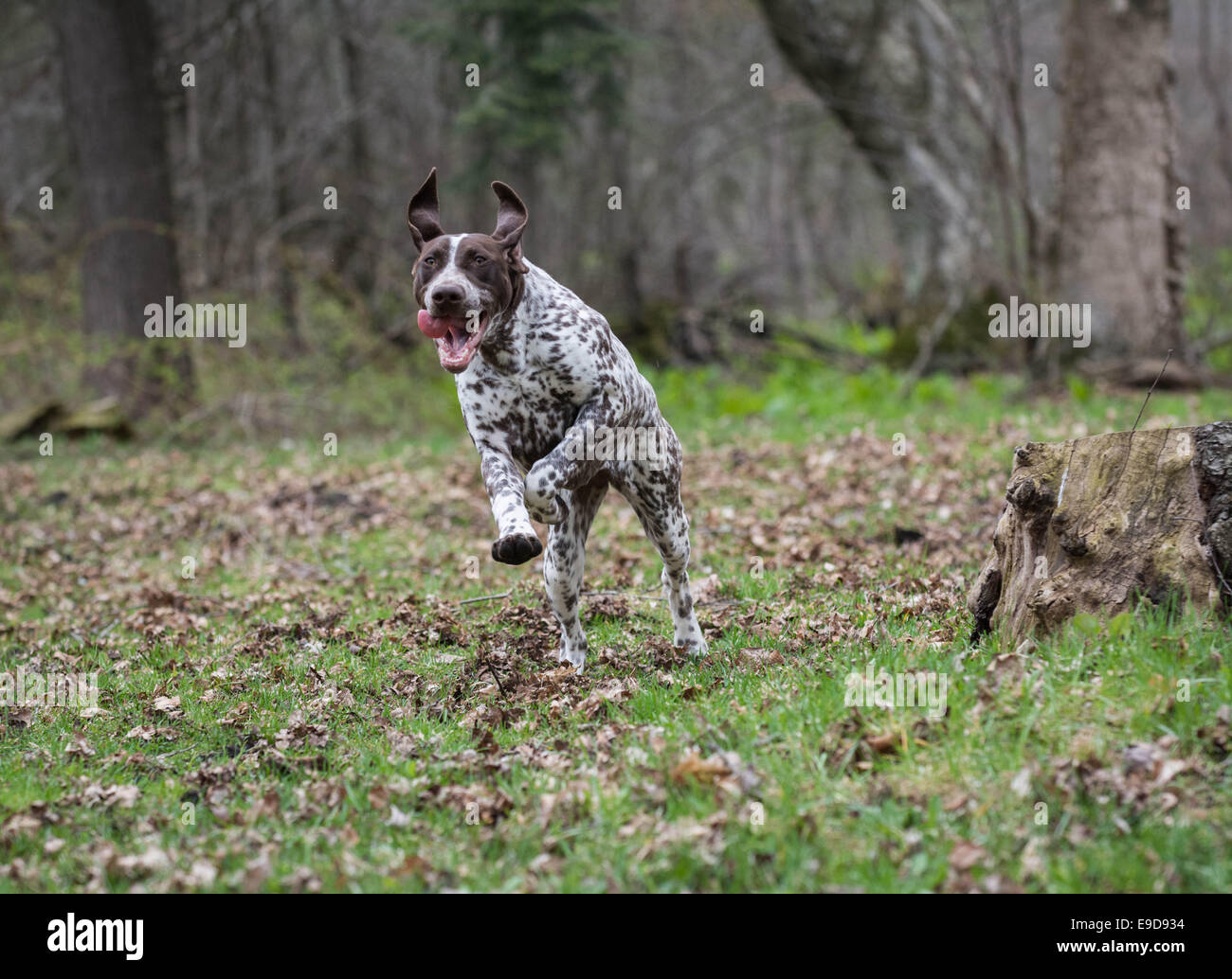 german shorthaired pointer running in the woods Stock Photo - Alamy