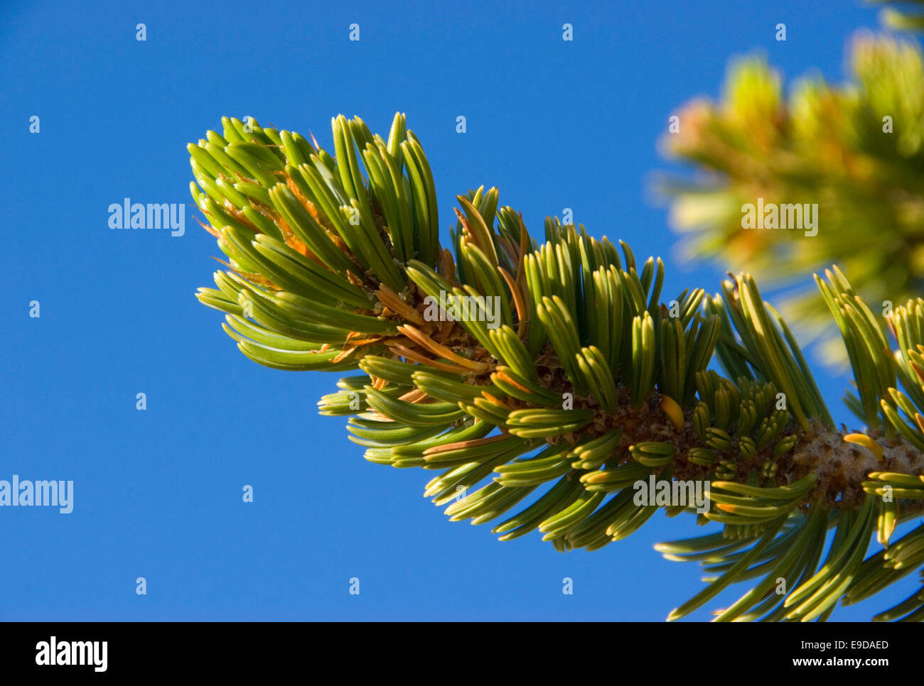 Bristlecone pine needles, Ancient Bristlecone Pine Forest, Inyo National Forest, California ...