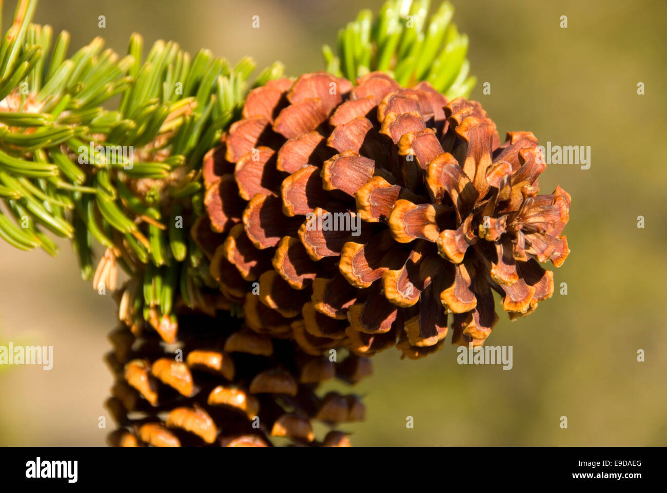 Pinus longaeva cone hi-res stock photography and images - Alamy