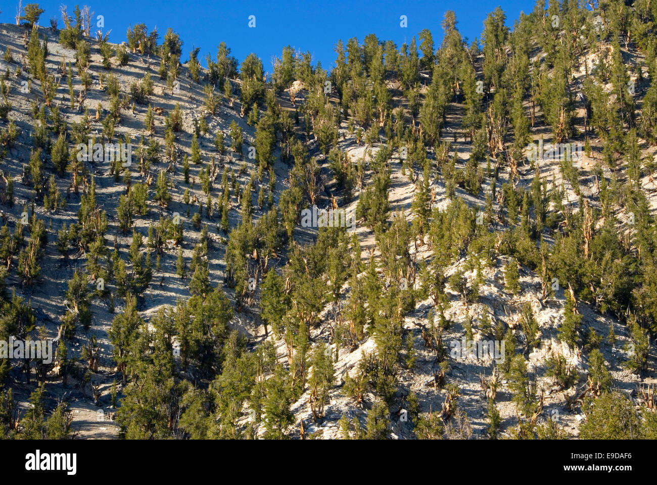 Methuselah tree california hi-res stock photography and images - Alamy