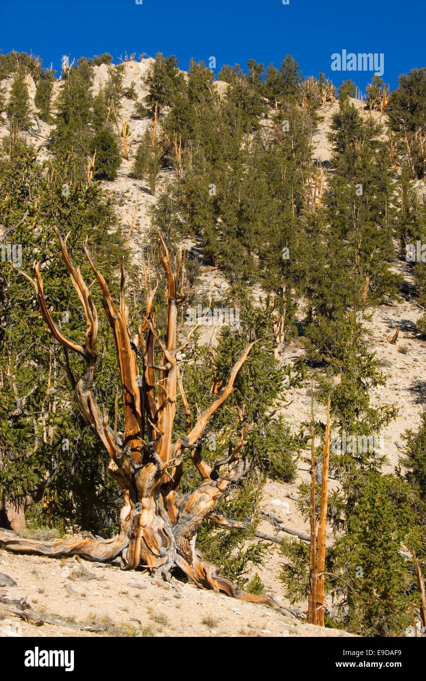 Schulman Grove along Methuselah Walk National Recreation Trail, Inyo ...