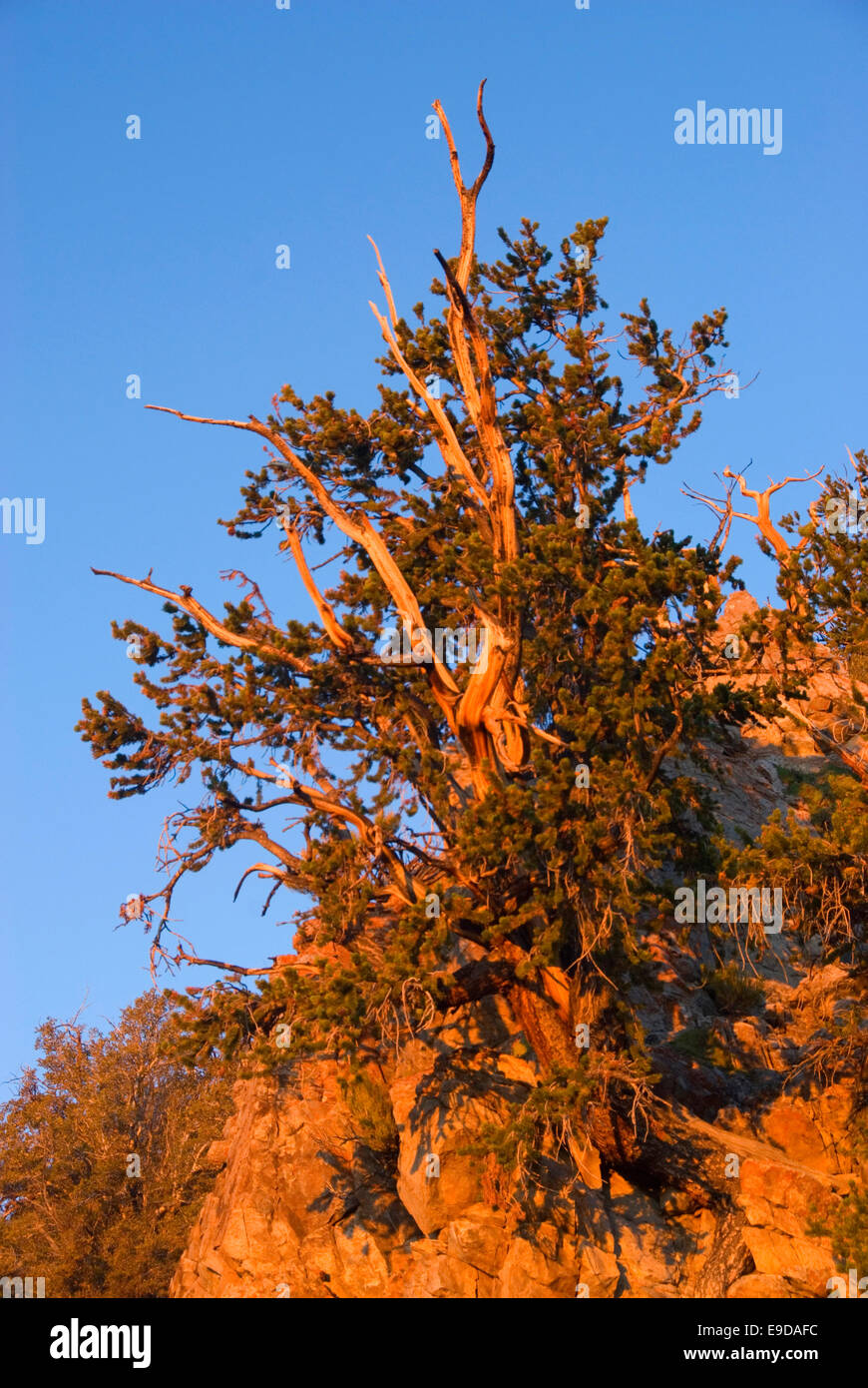 Methuselah hi-res stock photography and images - Alamy