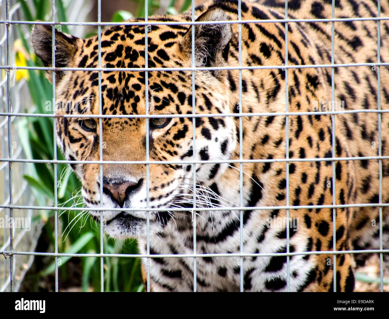 Endangered panther cage hi-res stock photography and images - Alamy