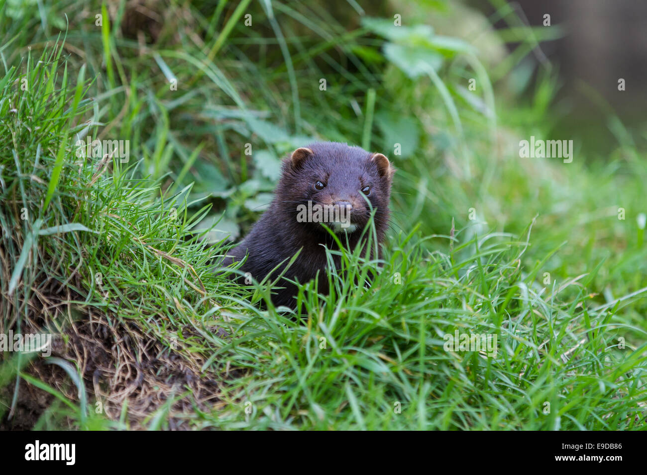 American Mink. Head looking out from grass Stock Photo - Alamy