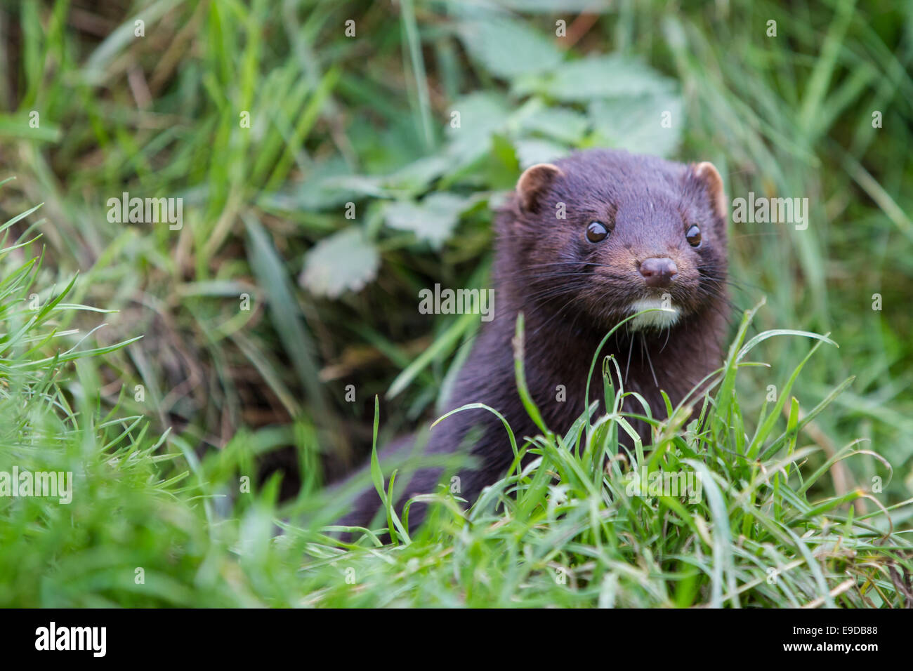 American mink uk hi-res stock photography and images - Alamy