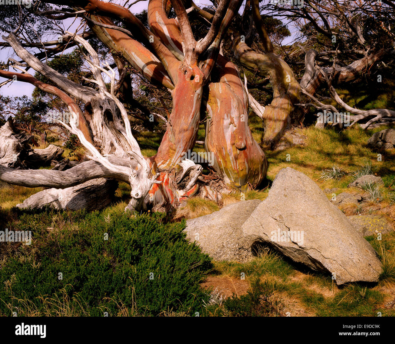 Australia: Snow Gums, Snowy Mountains, NSW Stock Photo - Alamy