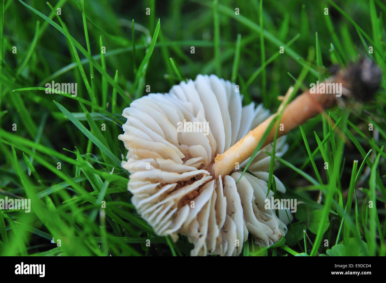 Underside of a Toadstool Stock Photo - Alamy