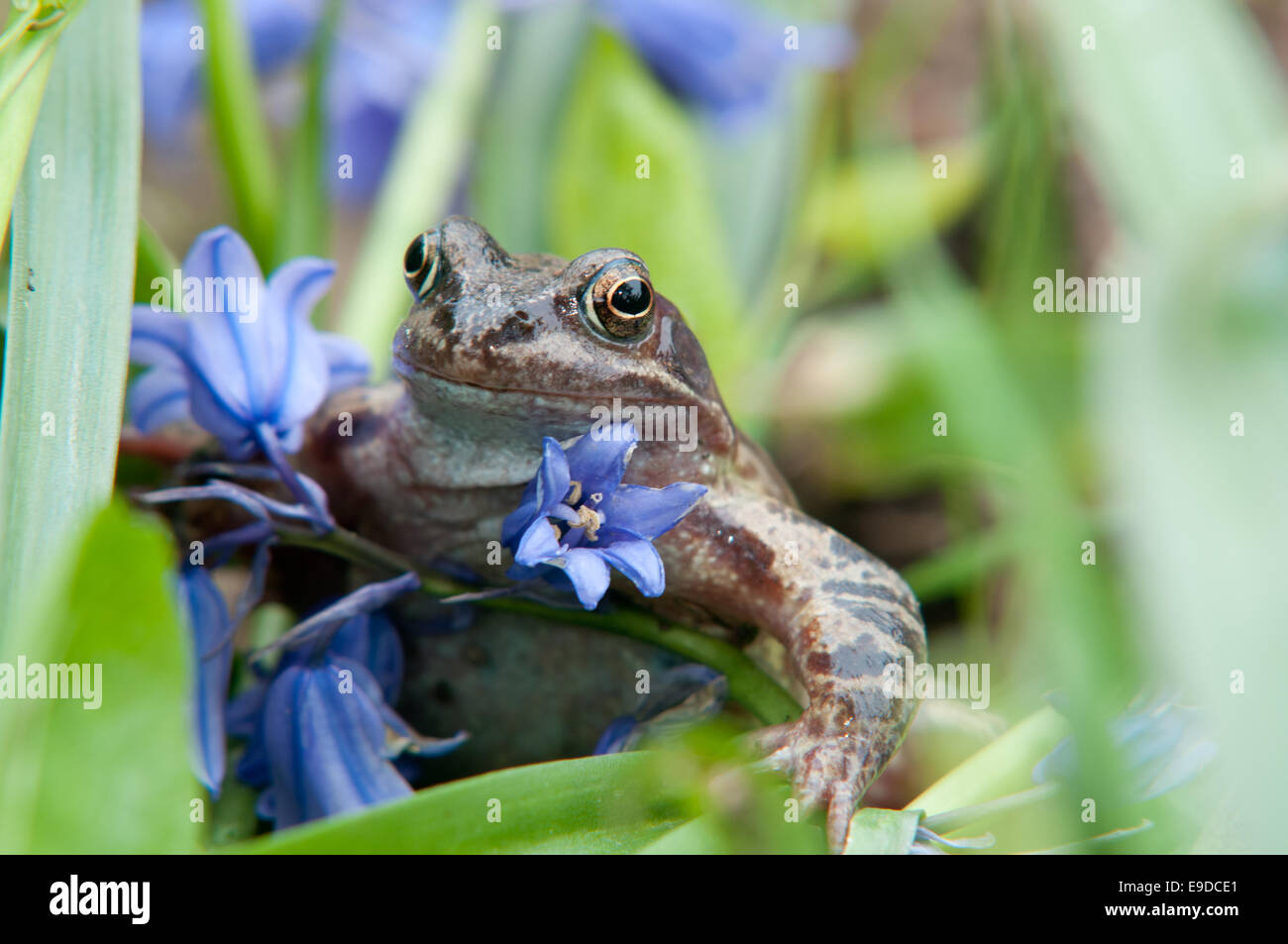 A common male frog sat in a bunch of flowering bluebells Stock Photo ...