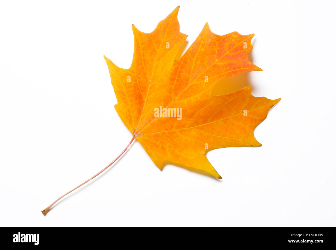 Decaying leaf background hi-res stock photography and images - Alamy
