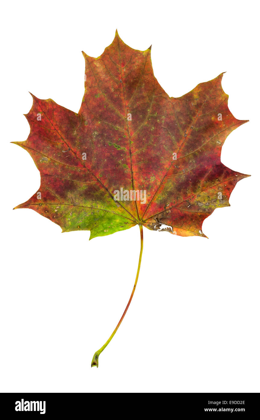 Colorful autumn maple leaf isolated on white background with clipping ...