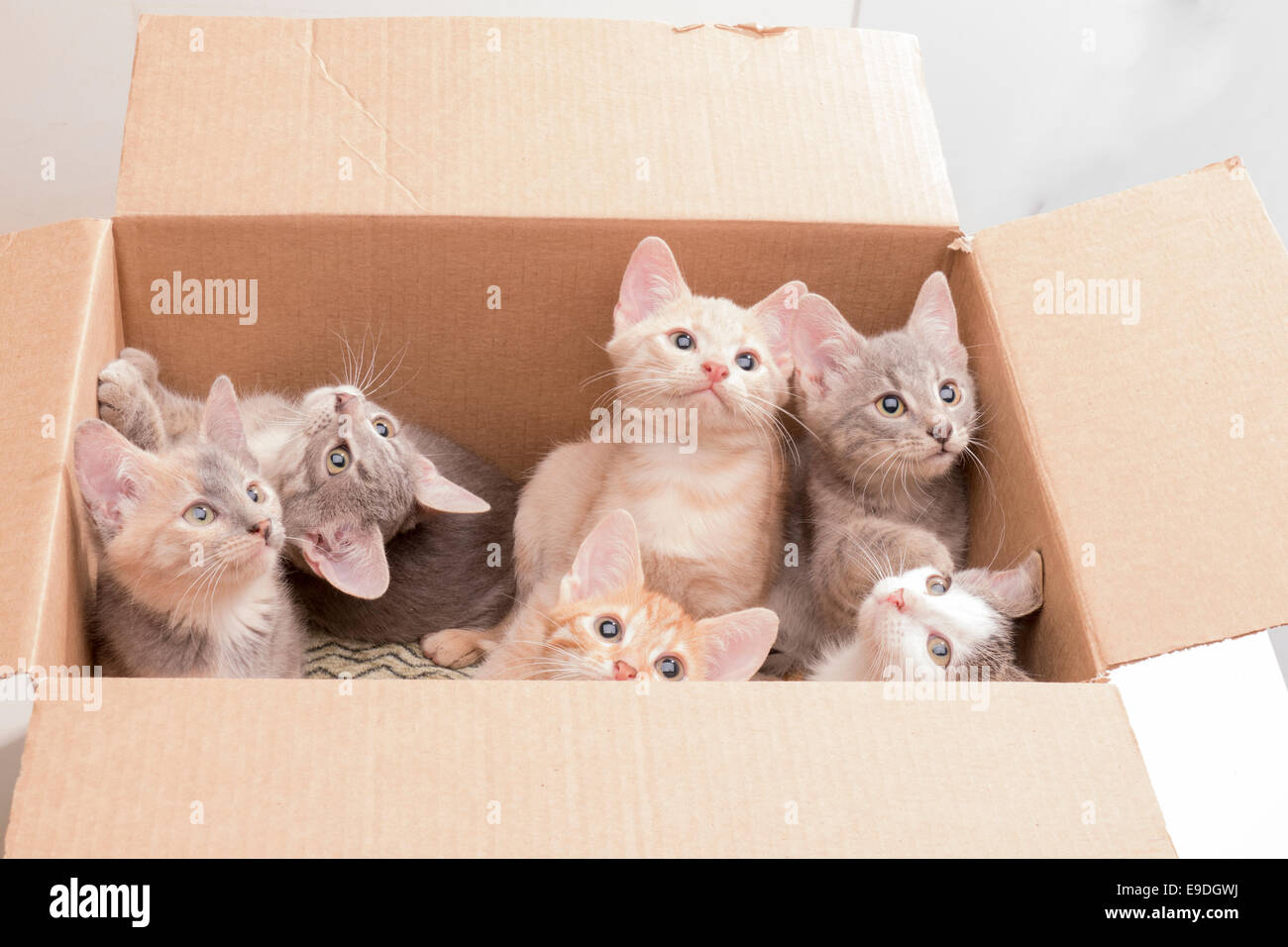 Kittens in cardboard box hi-res stock photography and images - Alamy