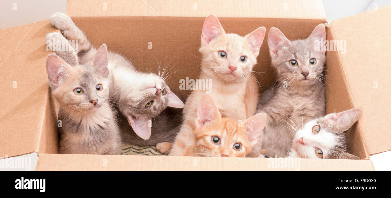 Kittens in a box hi-res stock photography and images - Alamy