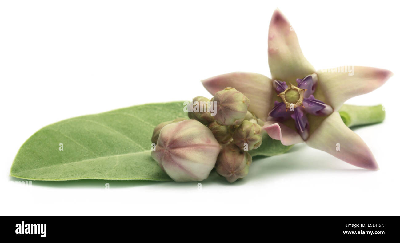 Crown flower hi-res stock photography and images - Alamy