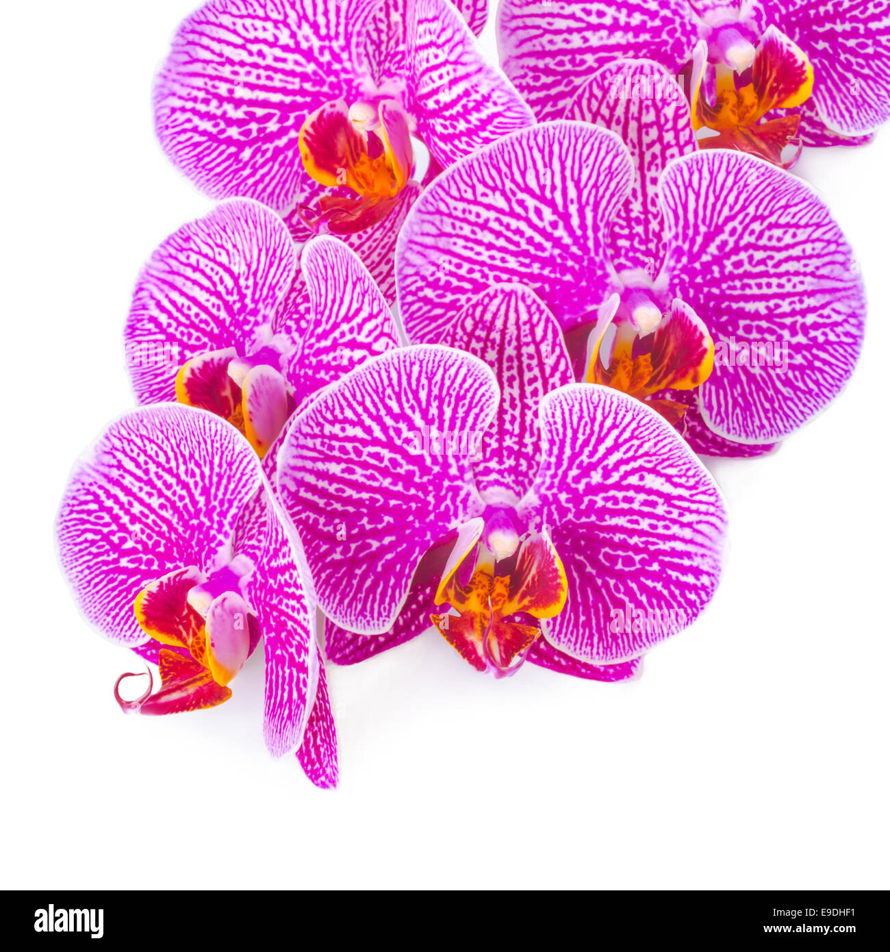 Blooming branch of stripped violet with white orchid, phalaenopsis is ...