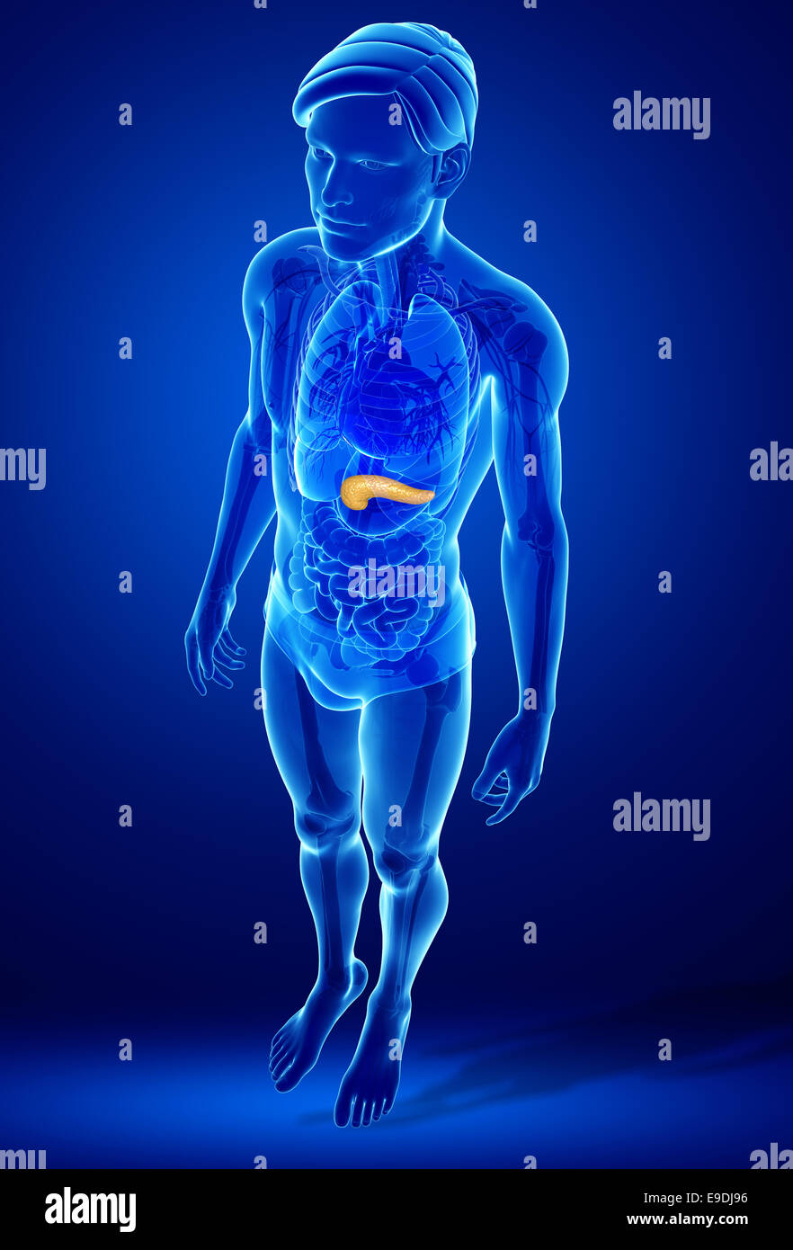 Illustration of male pancreas anatomy Stock Photo - Alamy