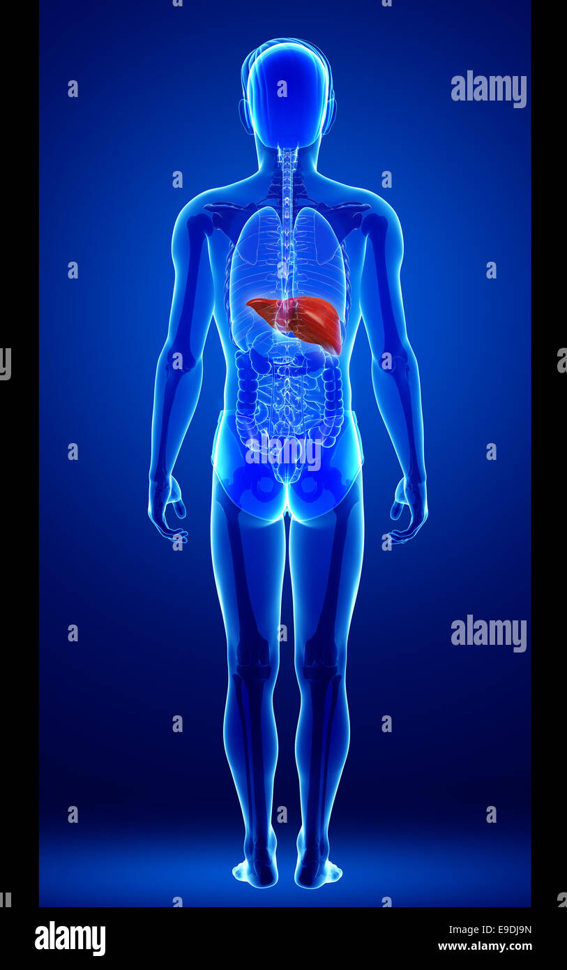 Illustration of male liver anatomy Stock Photo - Alamy