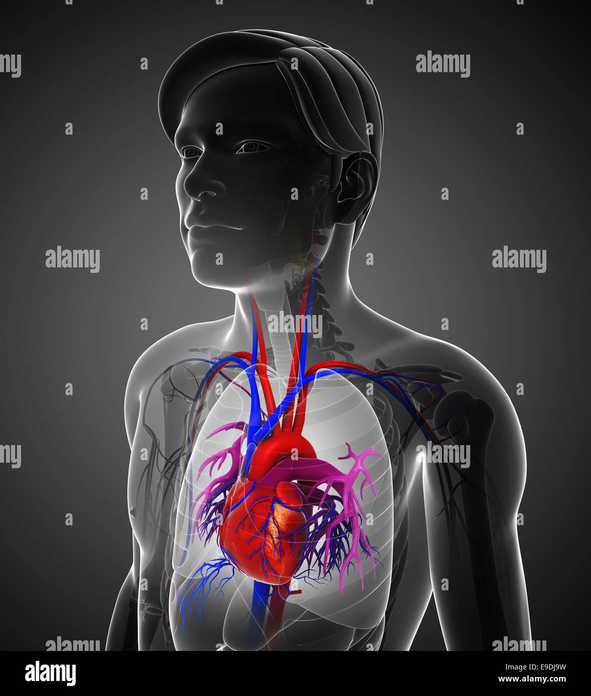 Illustration of Male heart anatomy Stock Photo - Alamy