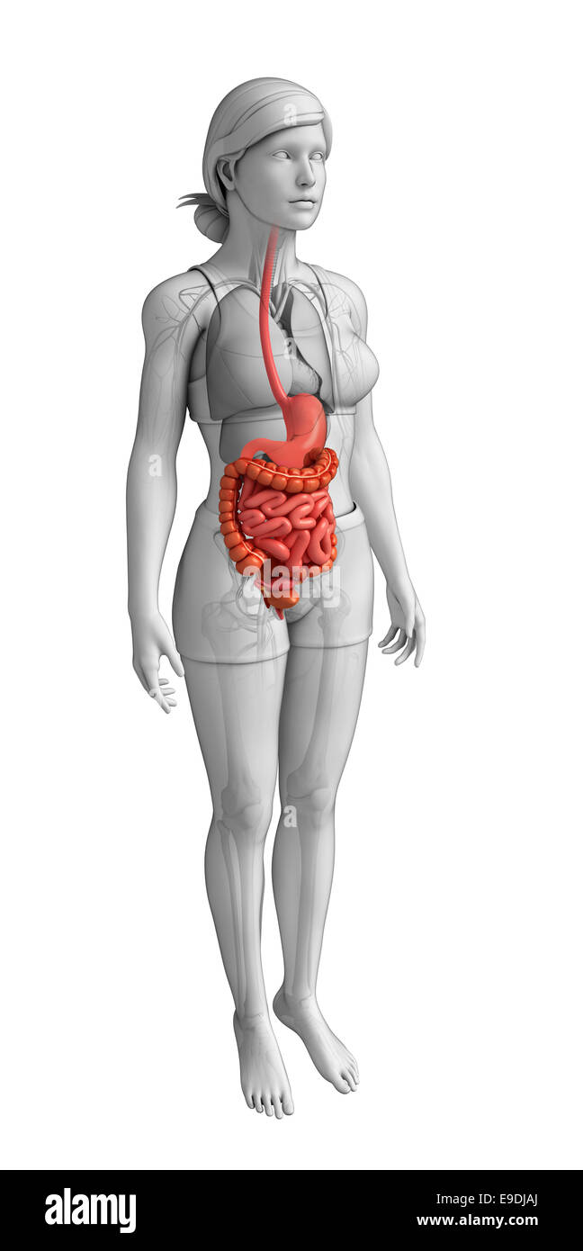 Large throat Cut Out Stock Images & Pictures - Alamy