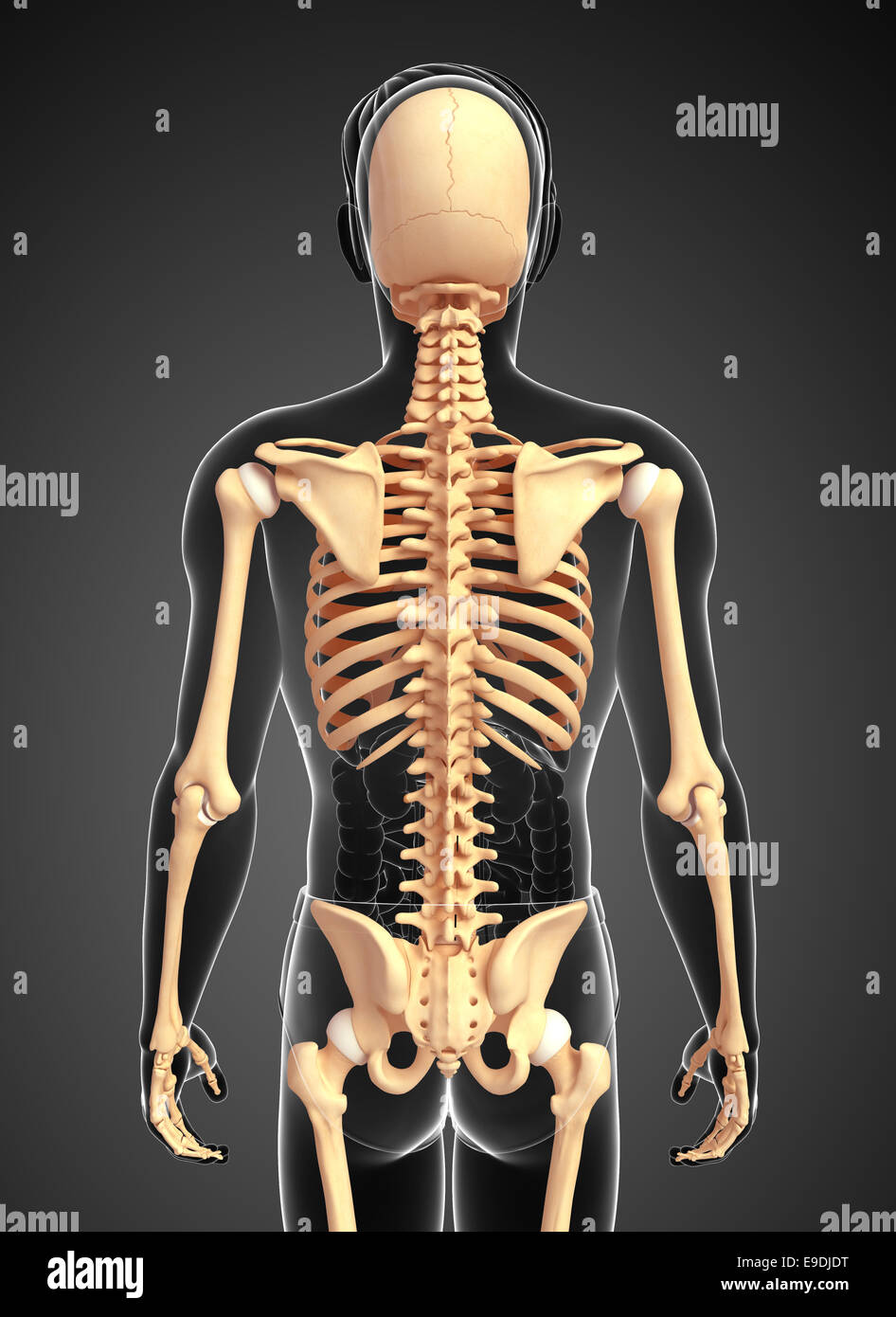 Human skeleton pelvic joints xray hi-res stock photography and images ...