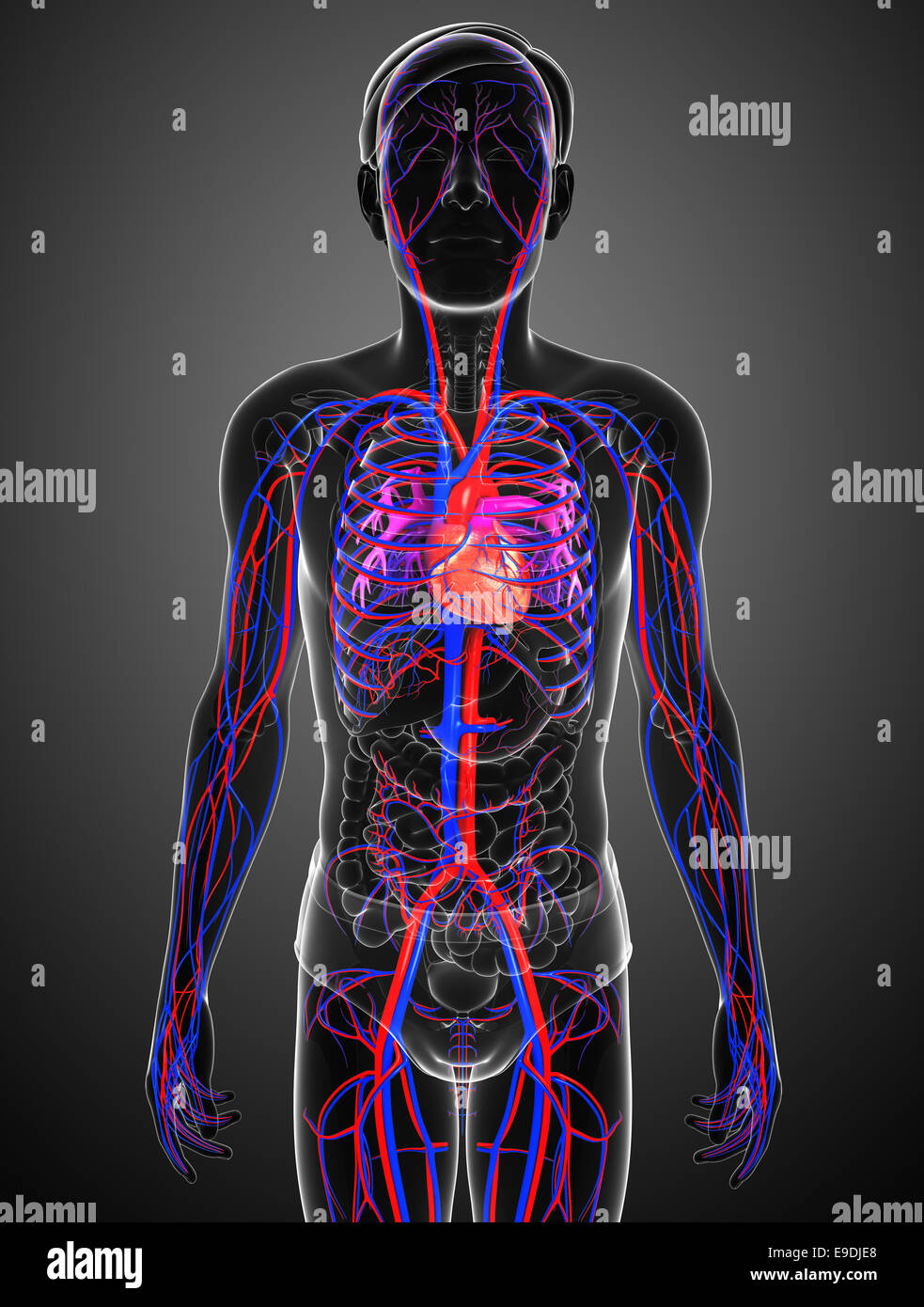 Illustration of Male circulatory system Stock Photo - Alamy