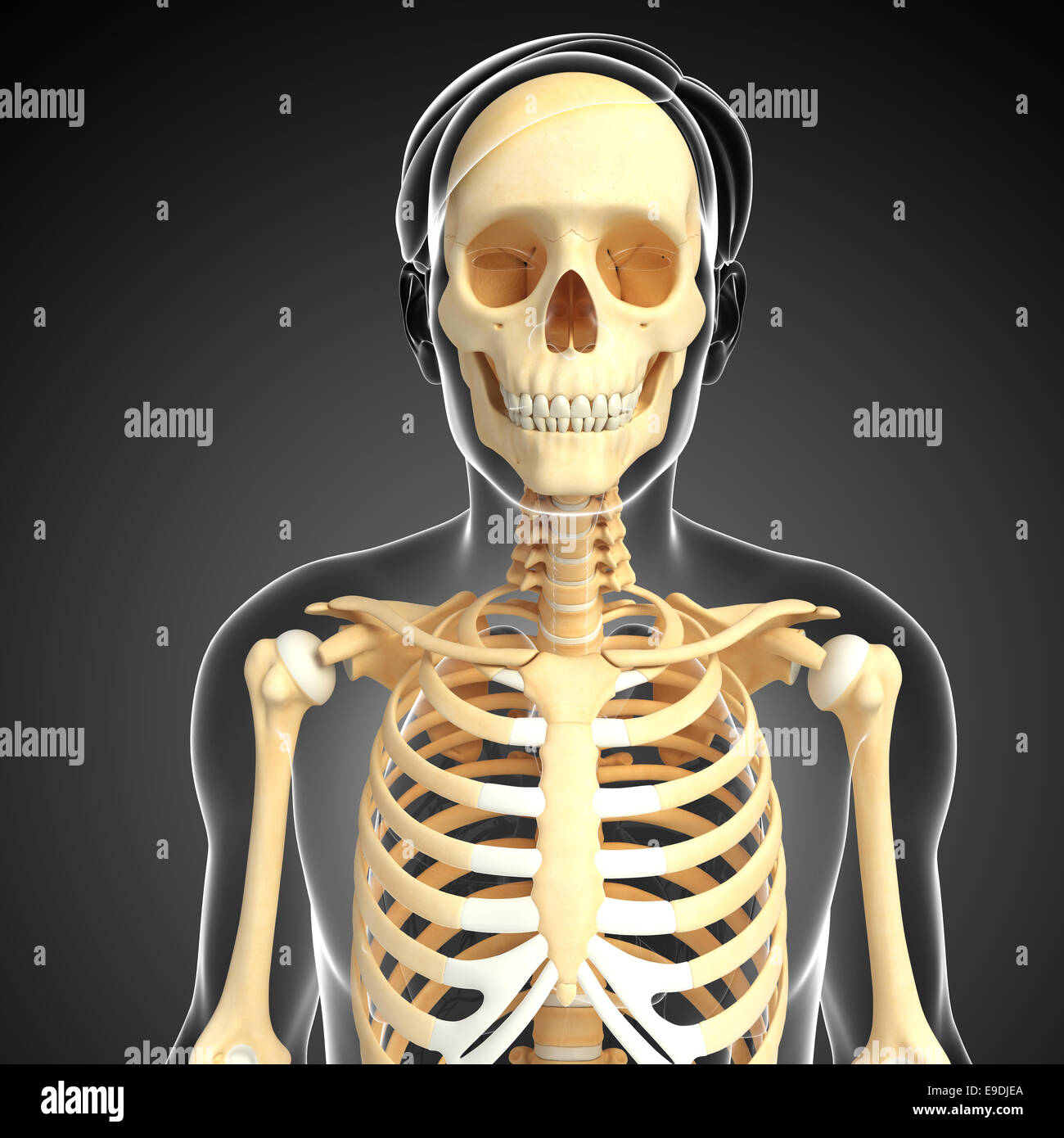 Illustration of human front view skeleton Stock Photo - Alamy