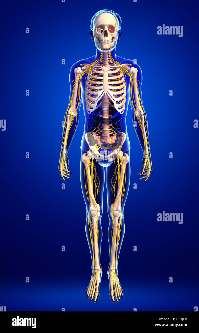 Illustration of human skeleton anatomy Stock Photo - Alamy