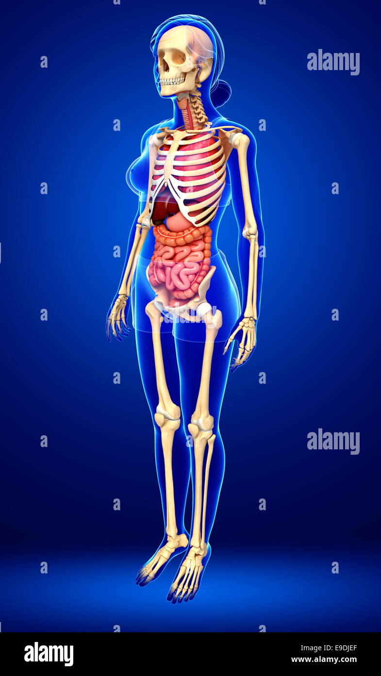 Illustration of female skeleton digestive system Stock Photo - Alamy