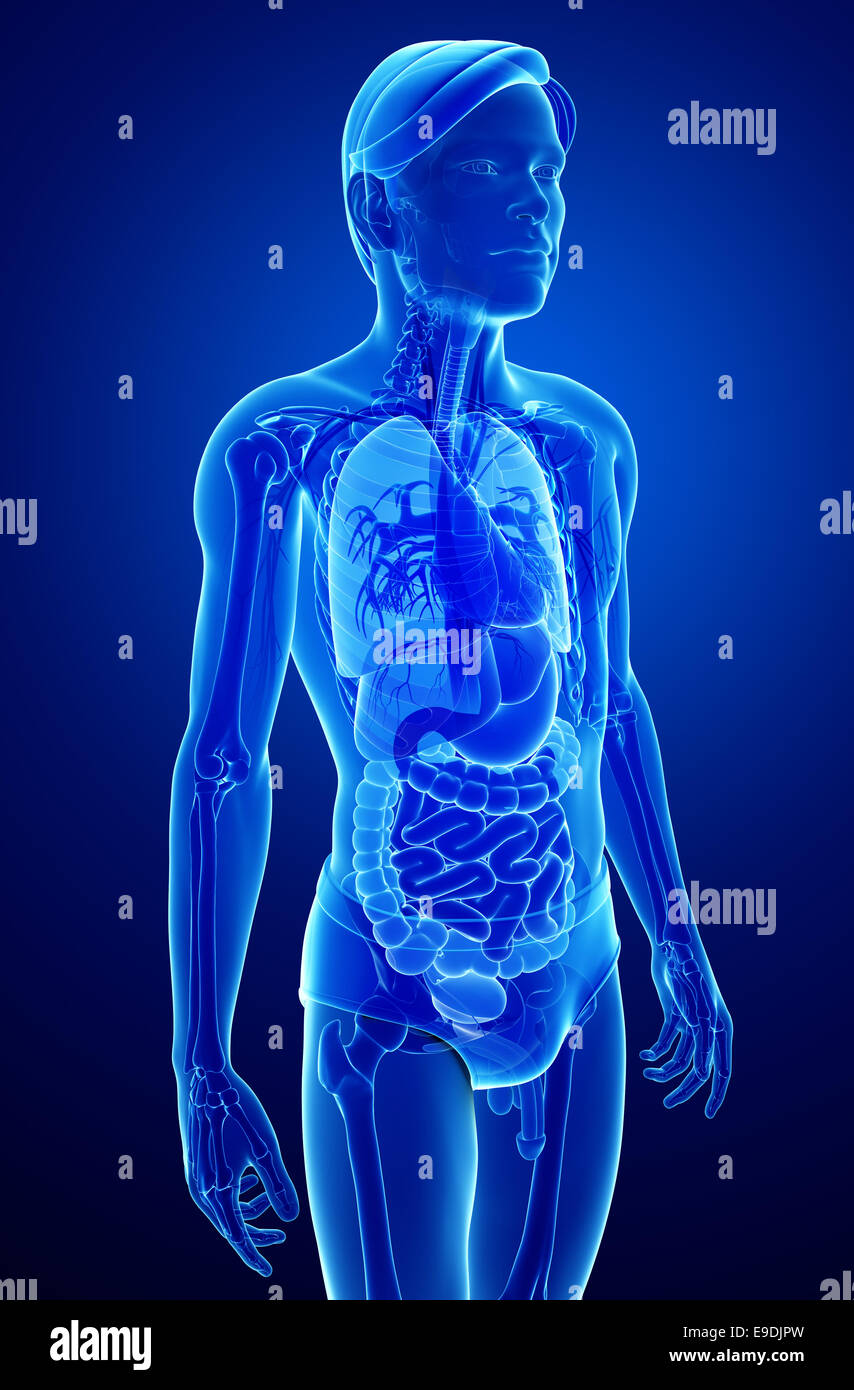 Illustration of x ray male digestive system artwork Stock Photo - Alamy
