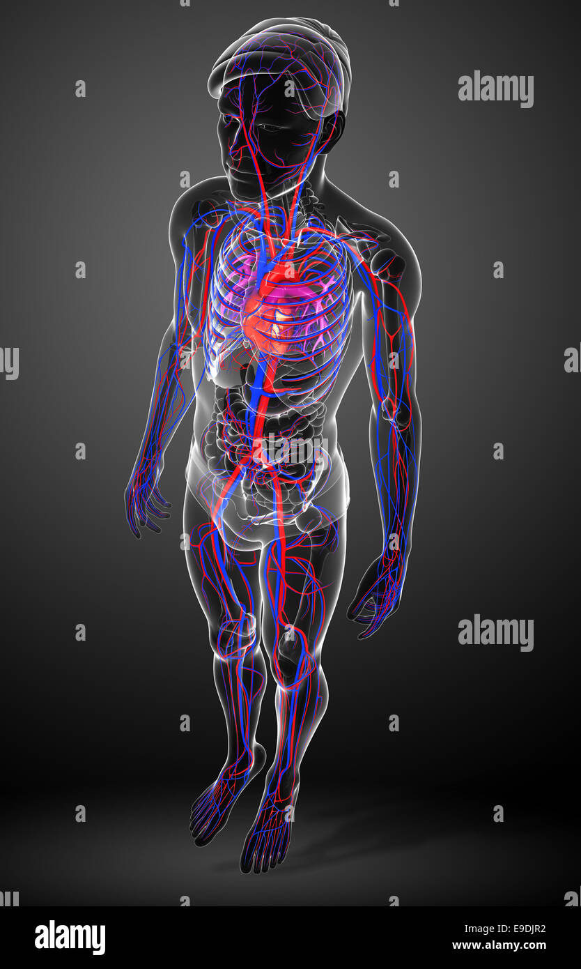 Illustration of Male circulatory system Stock Photo - Alamy
