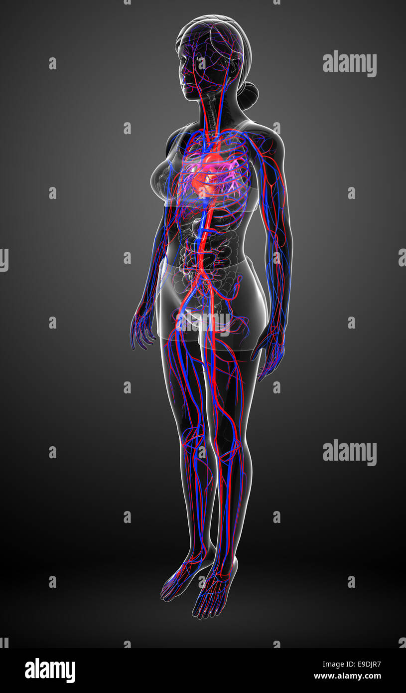 Illustration of female circulatory system Stock Photo - Alamy