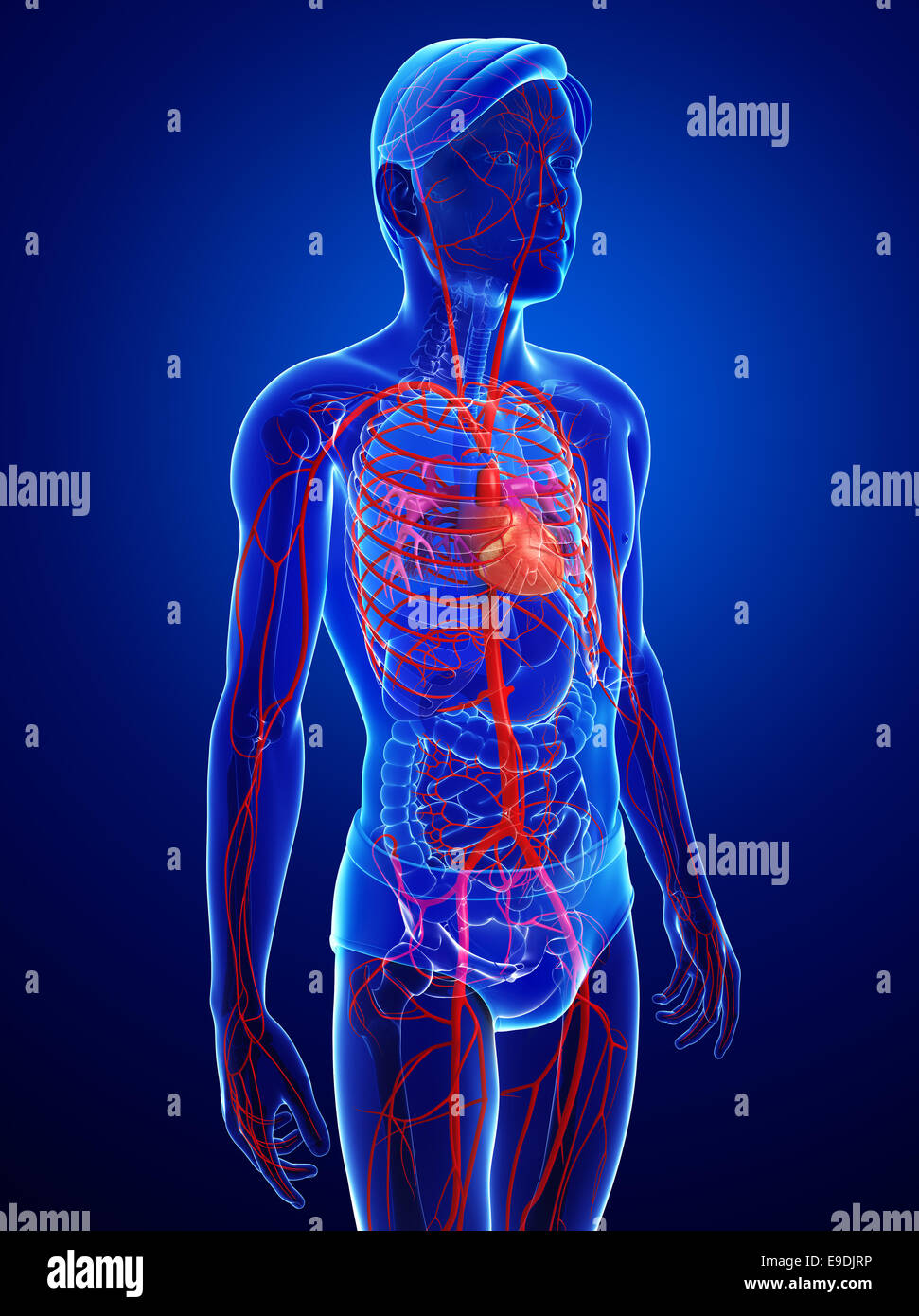 Illustration of Male arteries artwork Stock Photo - Alamy