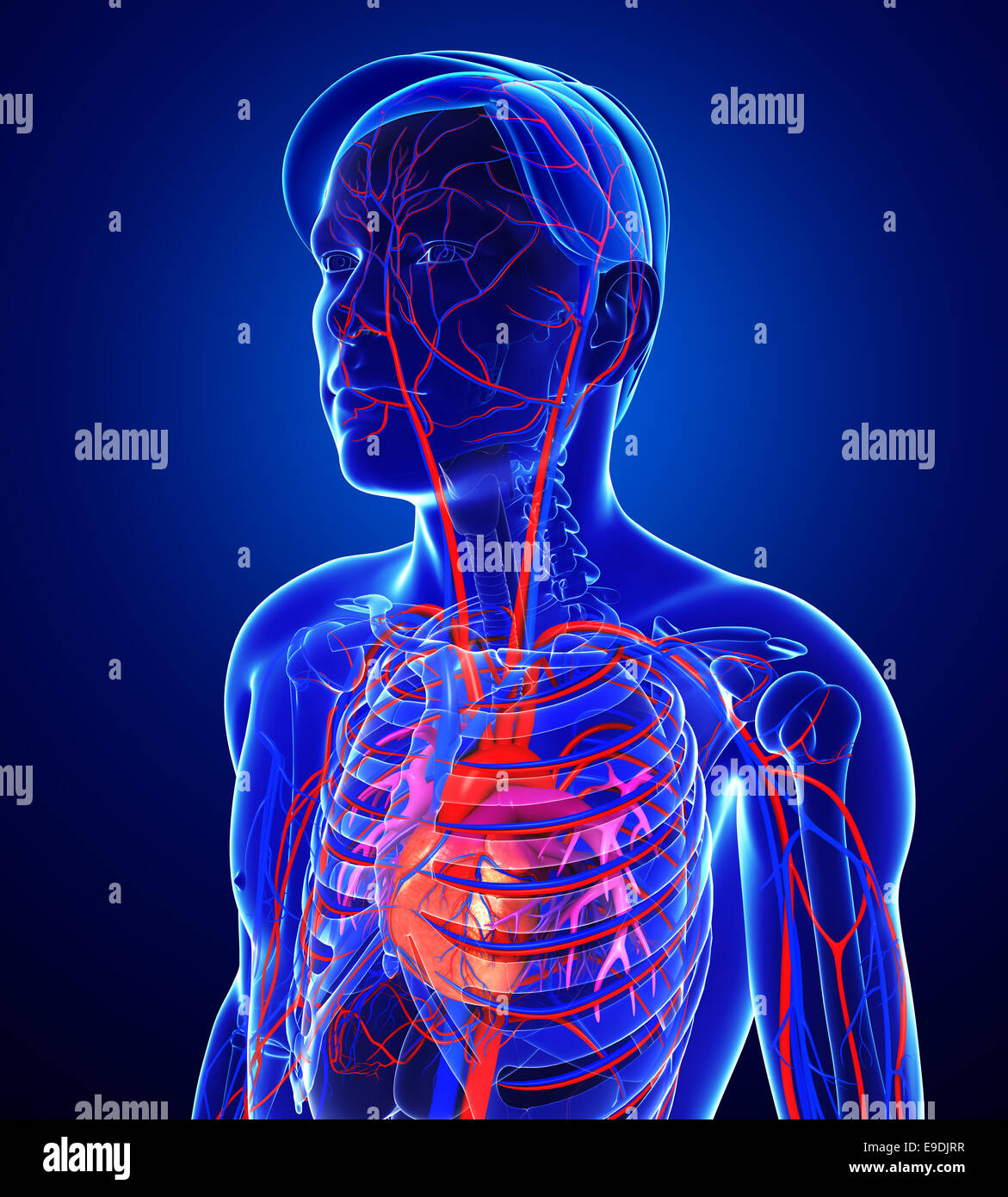 Illustration of Male heart anatomy Stock Photo - Alamy