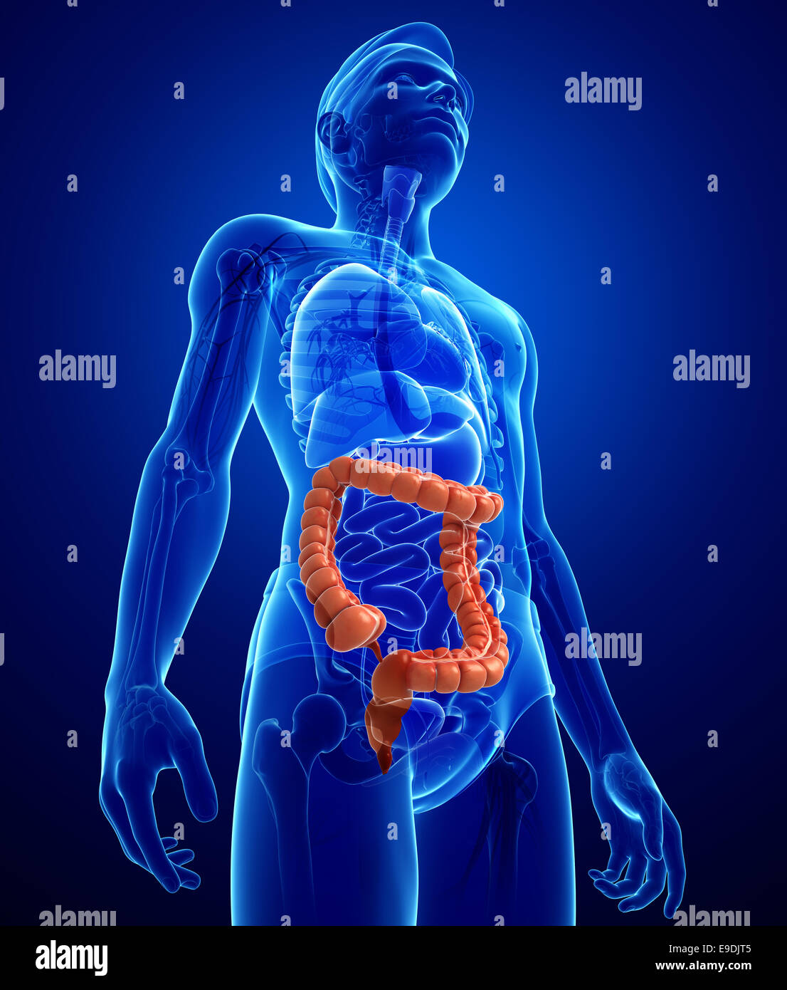 Illustration of Male large intestine anatomy Stock Photo - Alamy