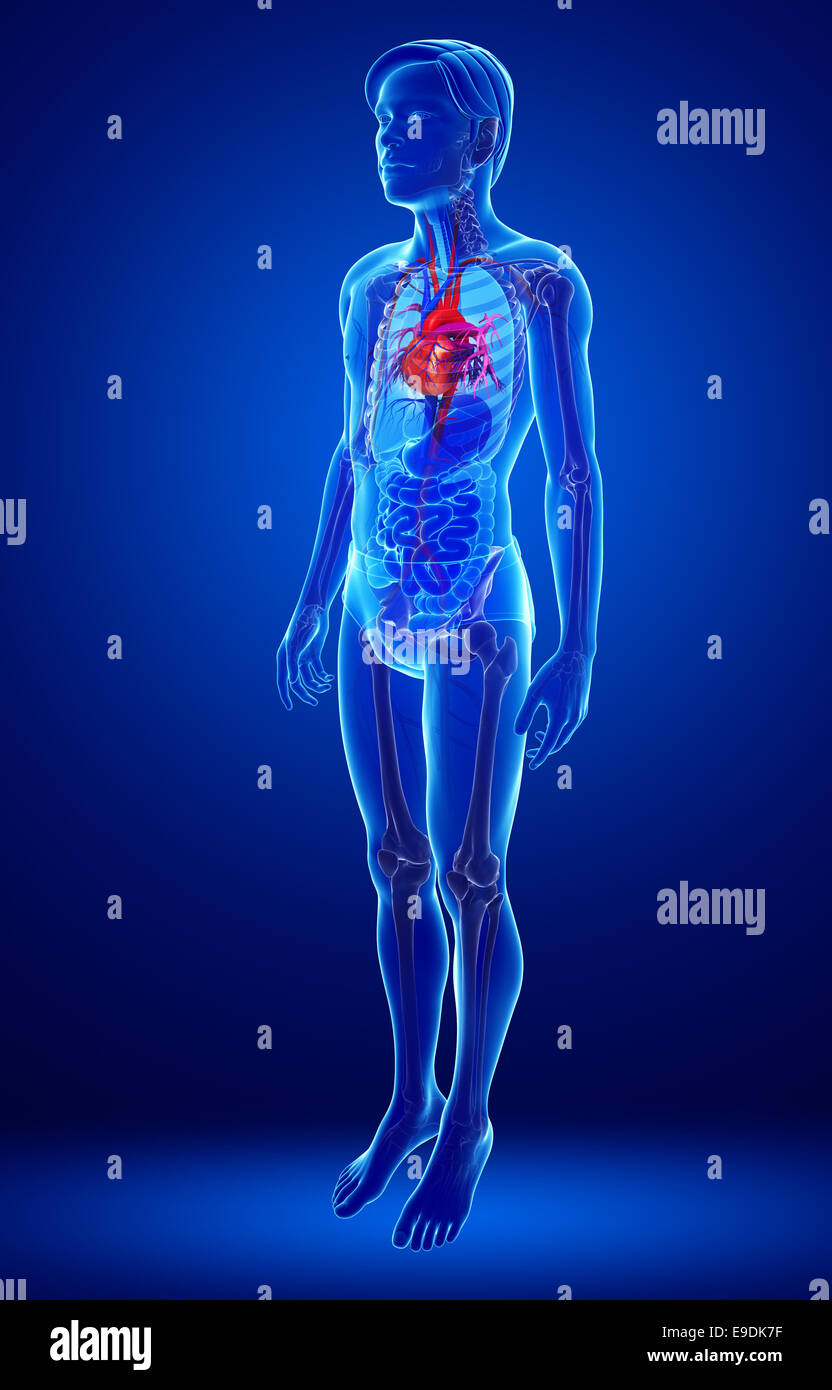 Illustration of Male heart anatomy Stock Photo - Alamy
