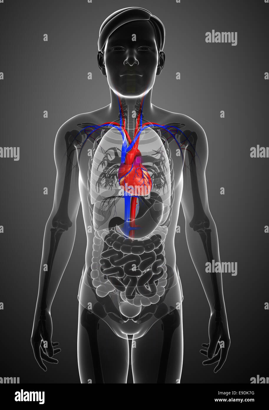 Illustration of Male heart anatomy Stock Photo - Alamy