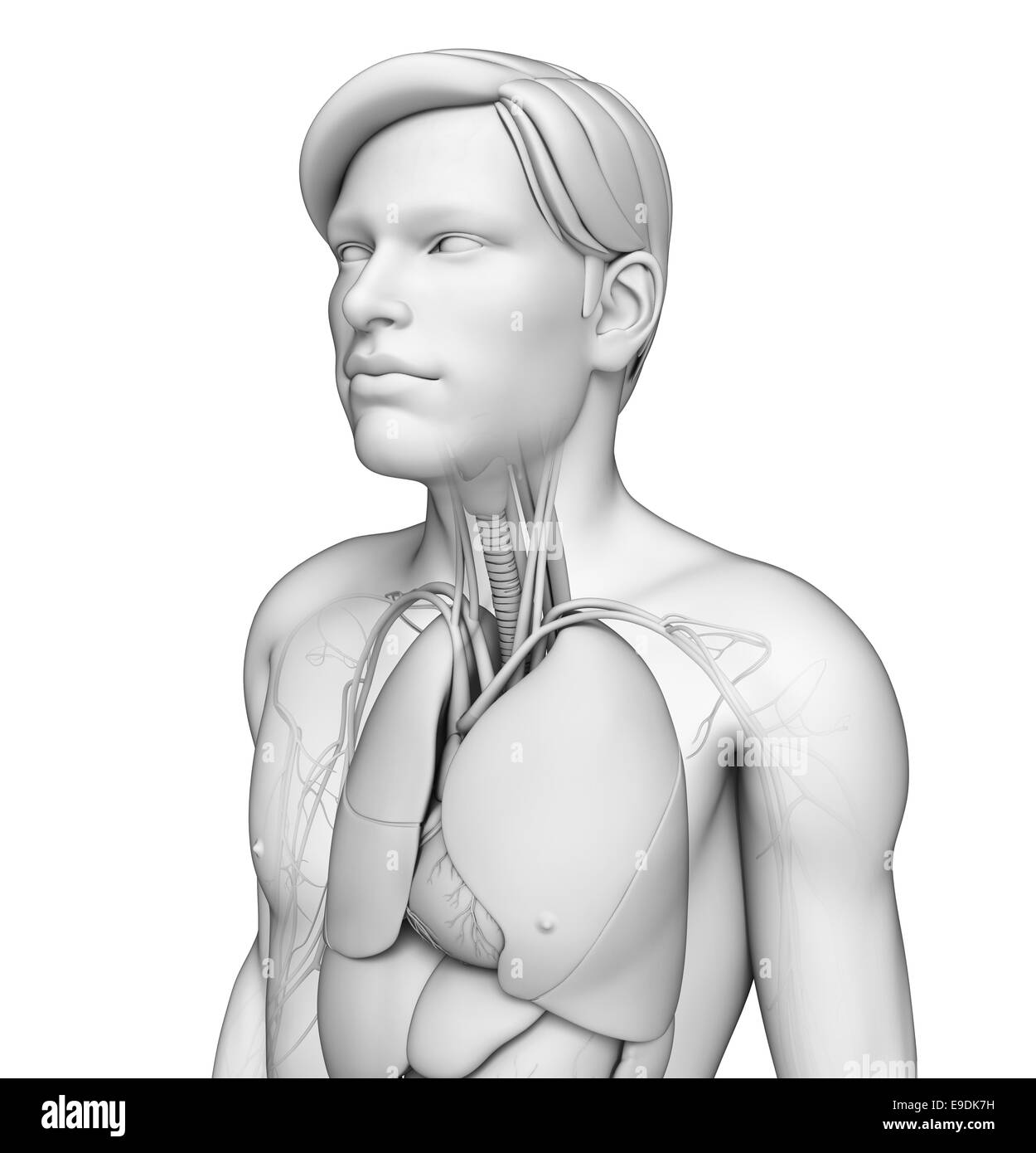 Illustration of human body respiratory system Stock Photo - Alamy