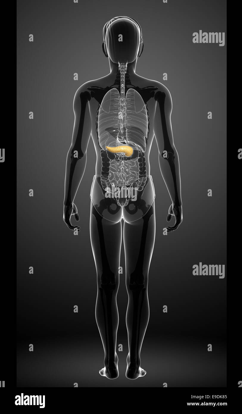 Illustration of male pancreas anatomy Stock Photo - Alamy