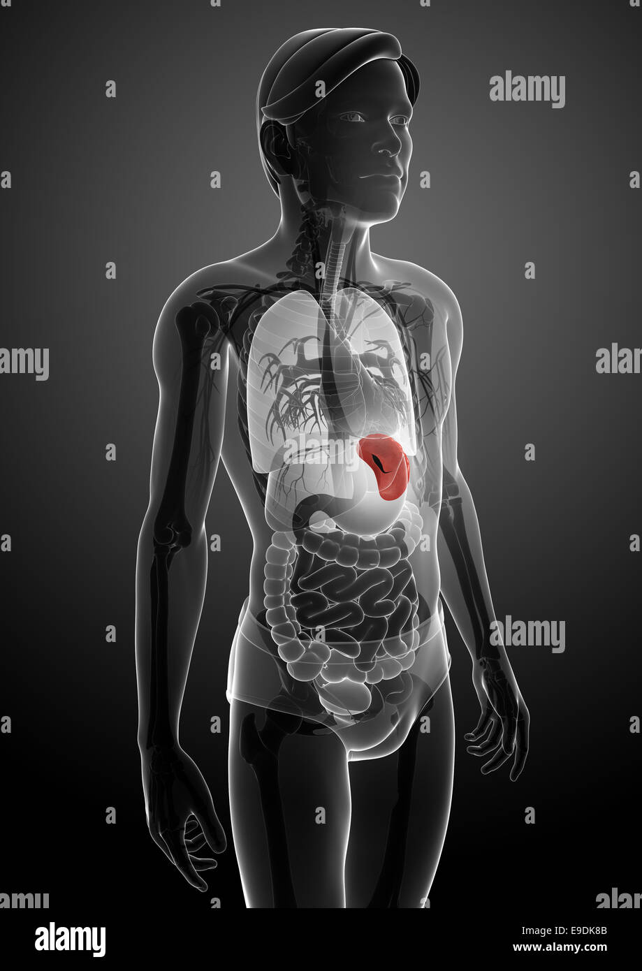 Illustration of male spleen anatomy Stock Photo - Alamy