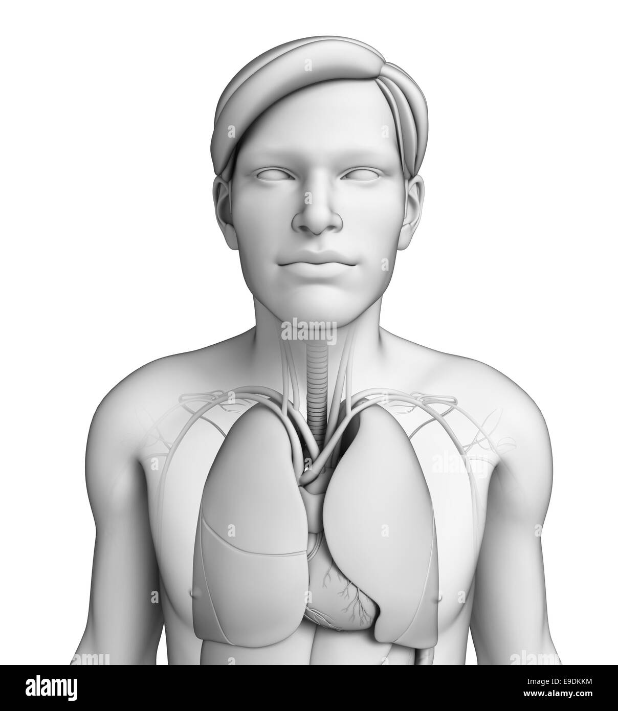 Illustration of human body respiratory system Stock Photo - Alamy