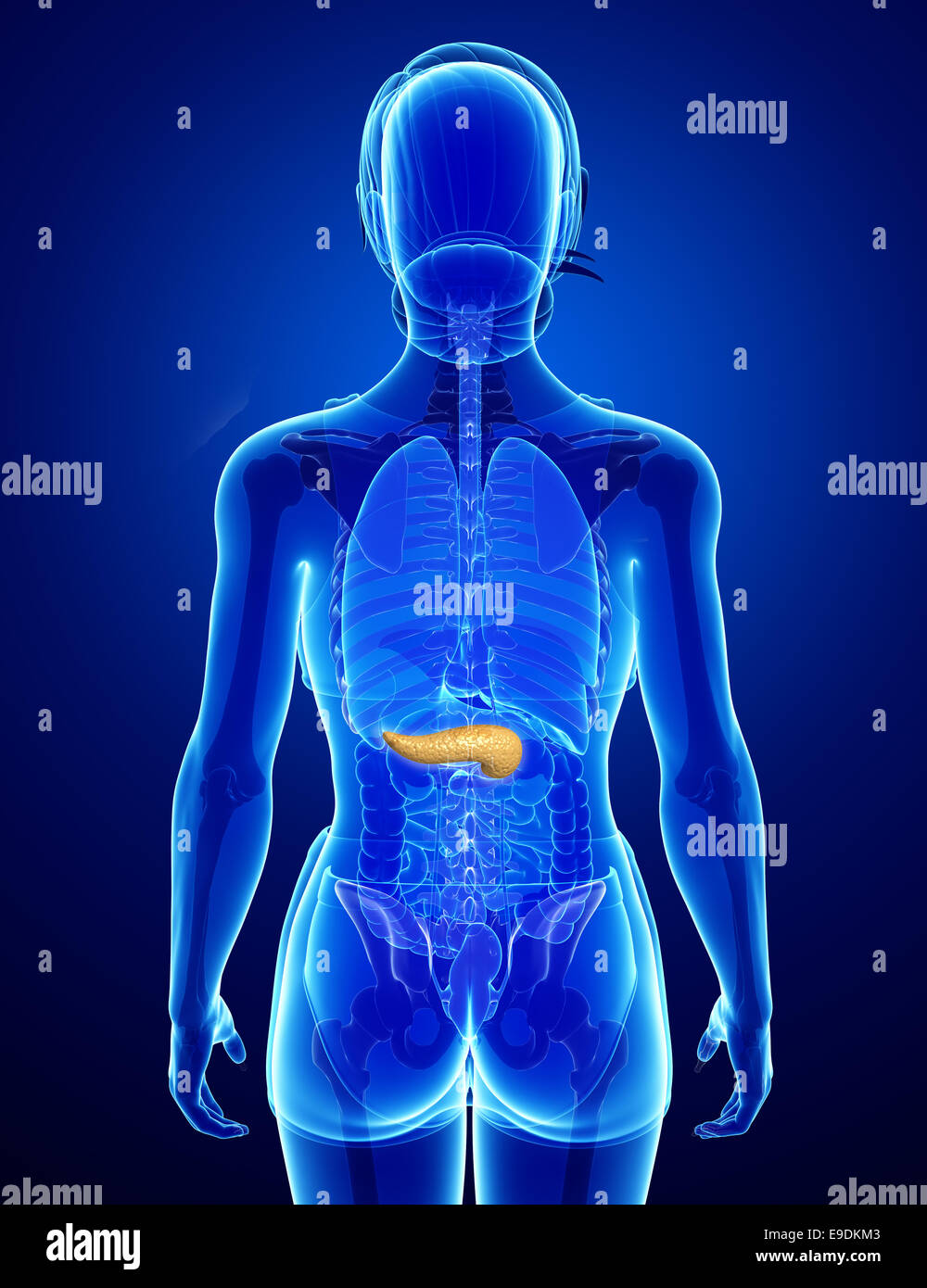 Pancreas Exocrine And Endocrine High Resolution Stock Photography and ...
