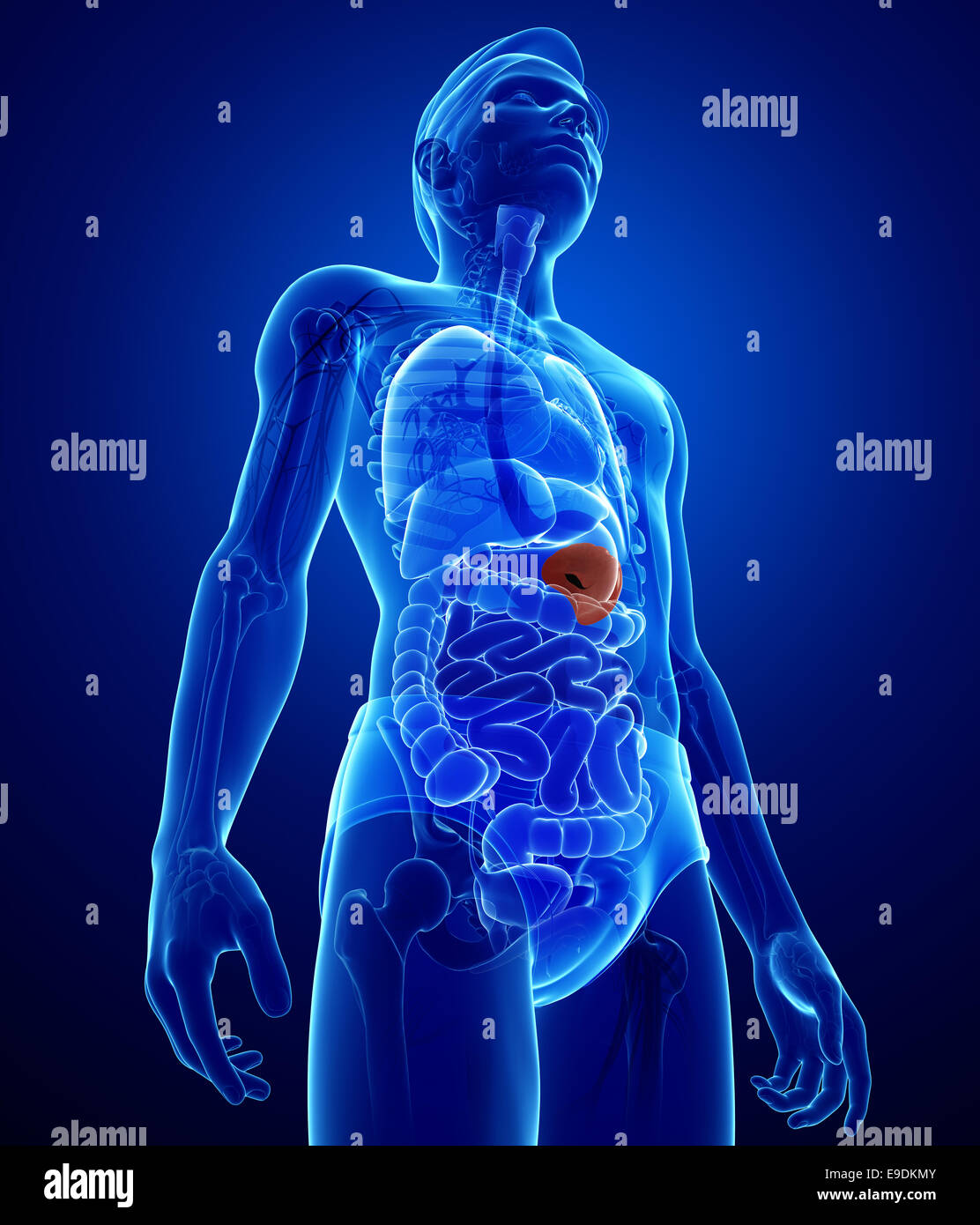 Illustration of male spleen anatomy Stock Photo - Alamy