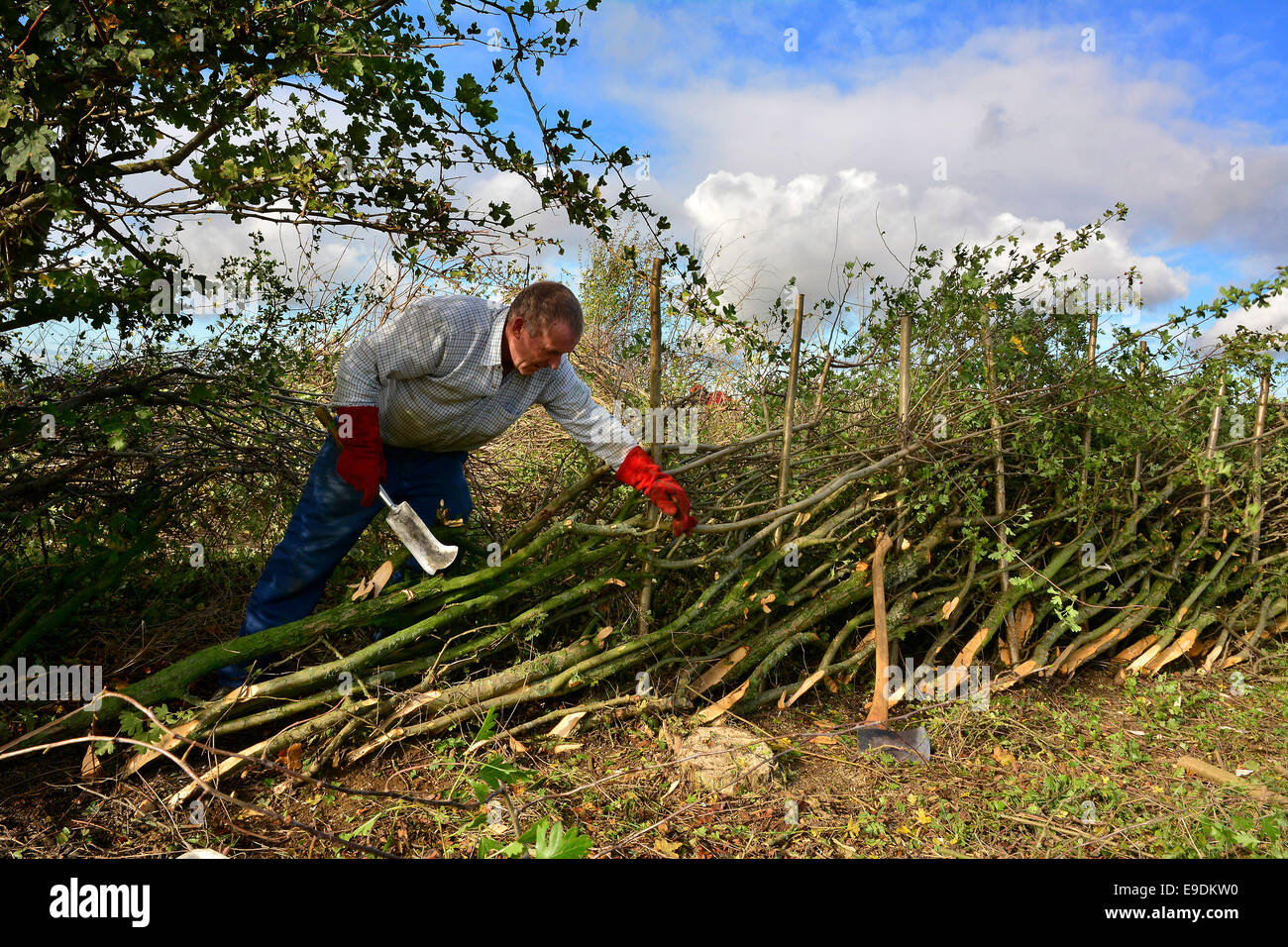 Traditional hedge laying hedge hi-res stock photography and images - Alamy