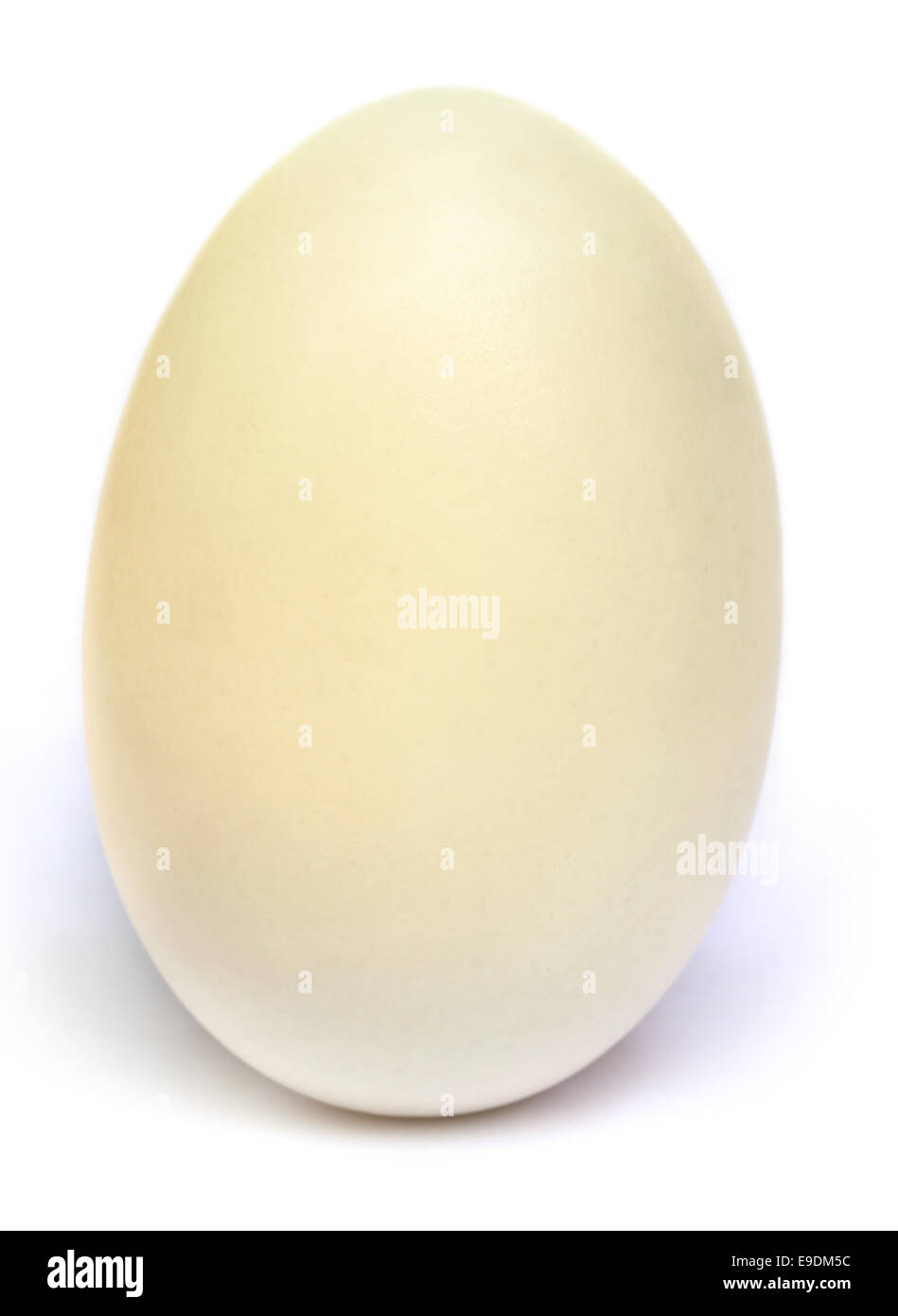 White egg over white background Stock Photo - Alamy