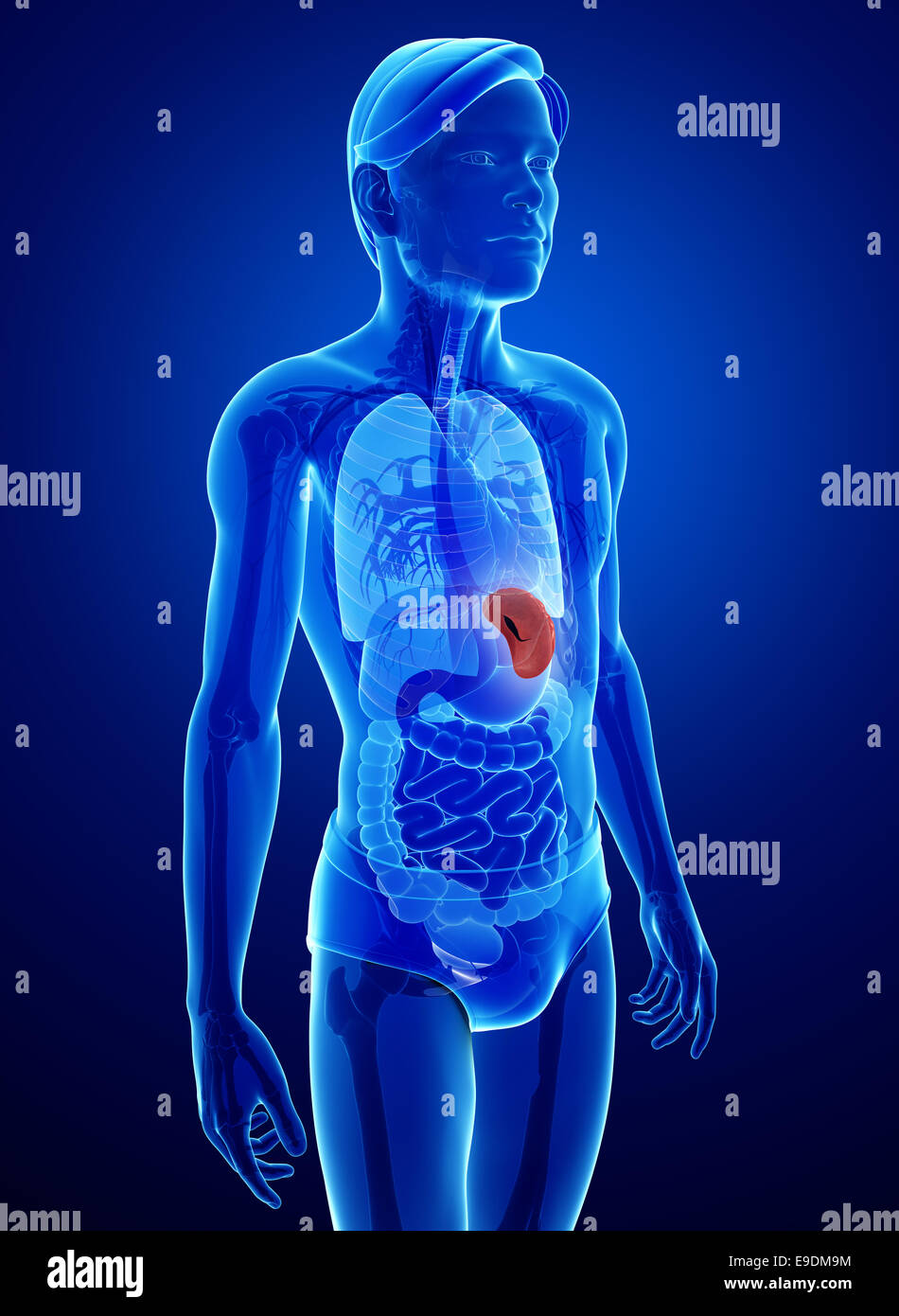 Illustration of male spleen anatomy Stock Photo - Alamy