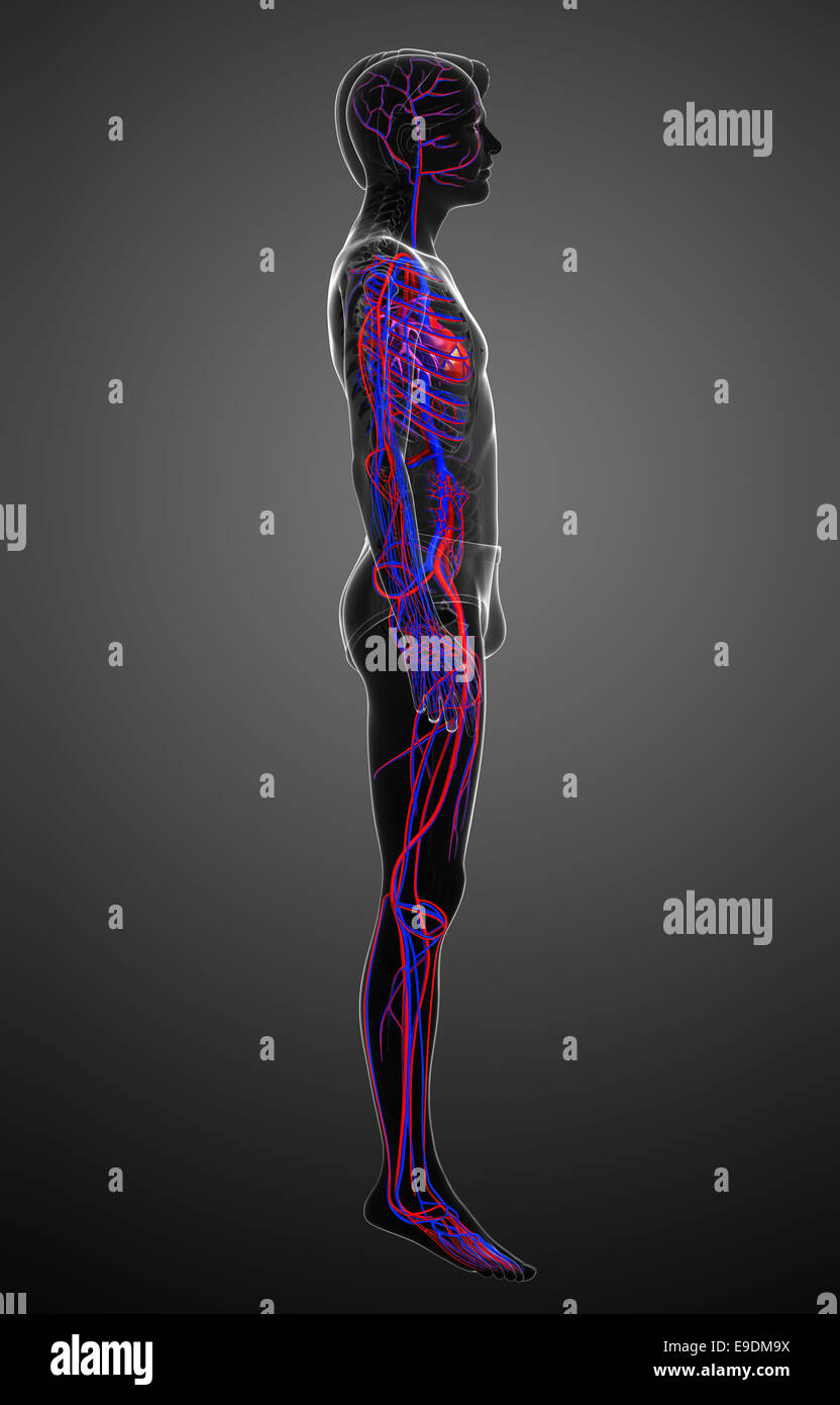 Illustration of Male circulatory system Stock Photo - Alamy
