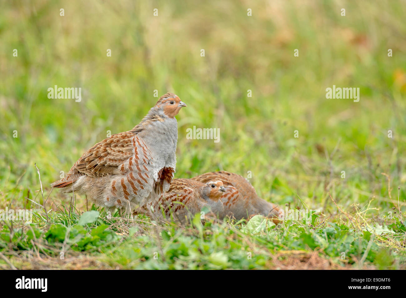 Covey of Grey Partridge(English) feeding Stock Photo - Alamy