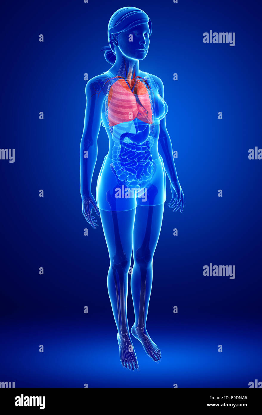Illustration of female lungs anatomy Stock Photo - Alamy
