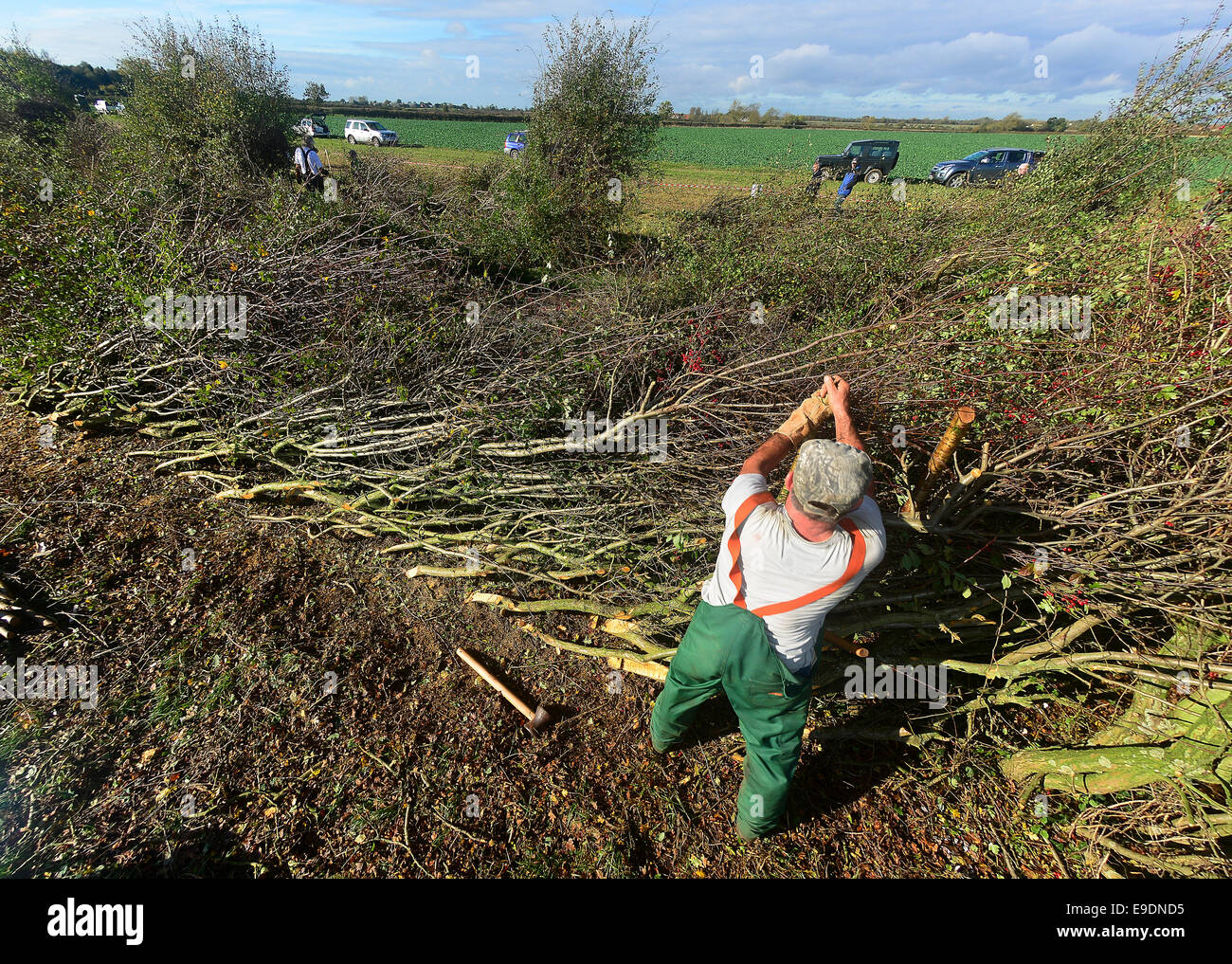 Hedge laying championships hi-res stock photography and images - Alamy